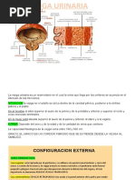 Anatomía. Uretra Masculina y Femenina | PDF | Próstata | Vejiga urinaria