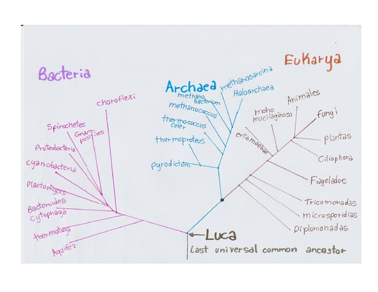 Diagrama de Luca Evolución | PDF