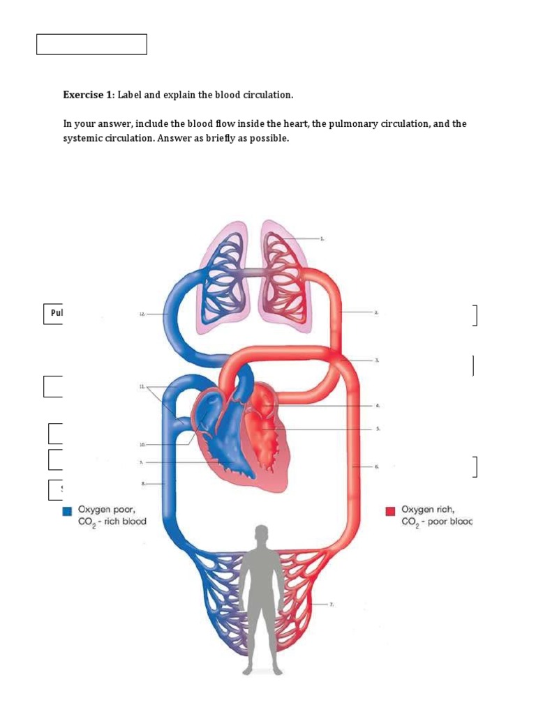 Systemic Circulation Blood Flow