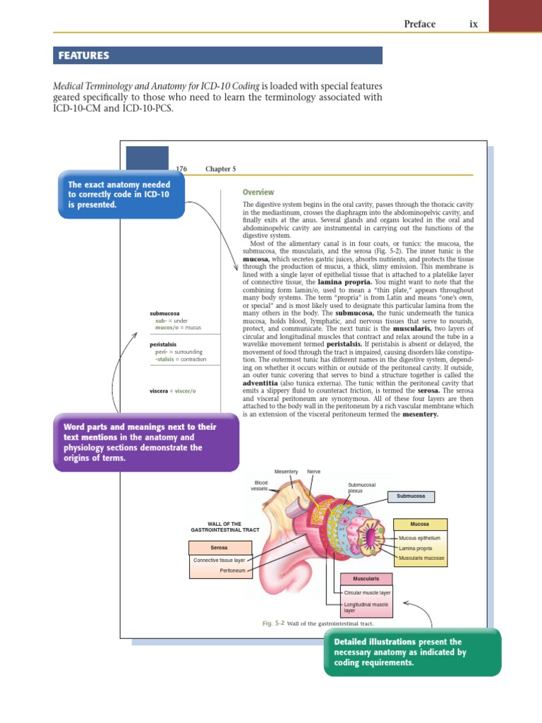 Anatomy for ICD-10 Medical Coding | PDF | Peritoneum | Gastrointestinal ...
