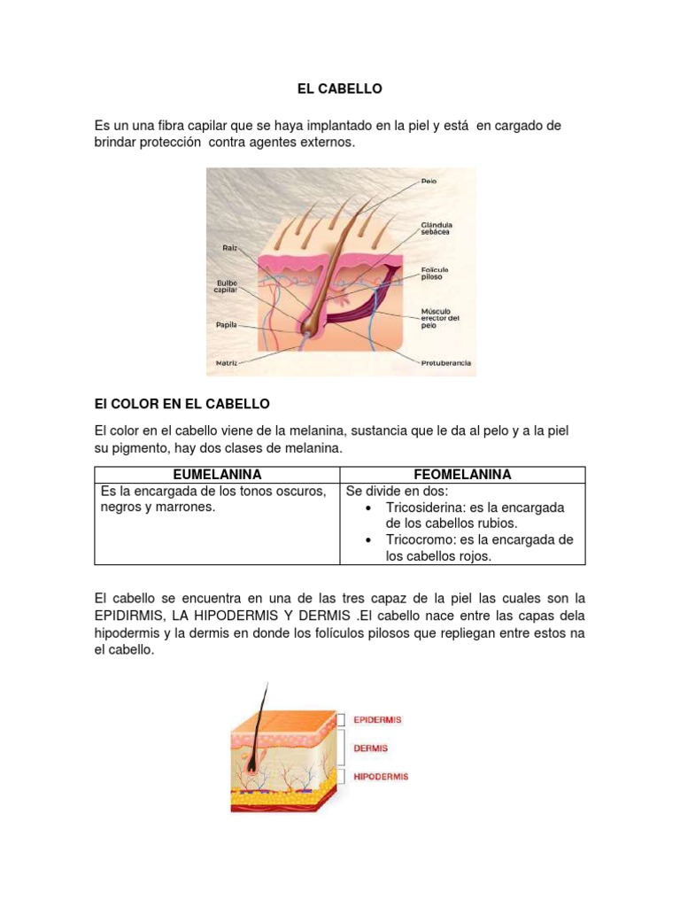 El Cabello Pdf Color Pelo