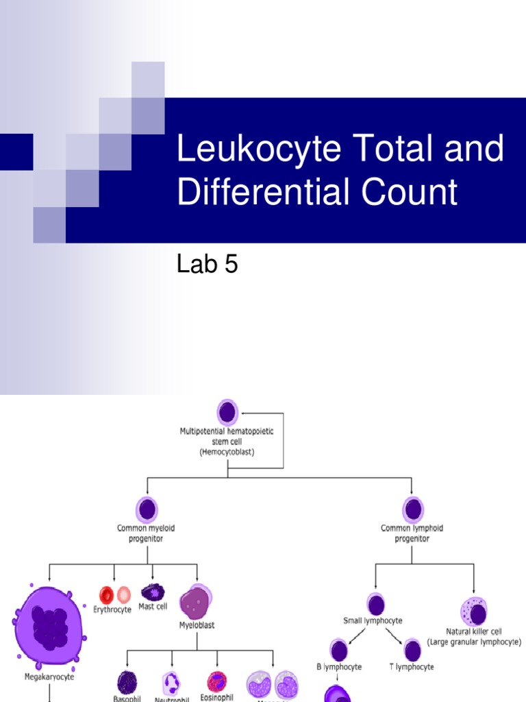 A Comprehensive Guide to Leukocyte Classification, Identification, and ...
