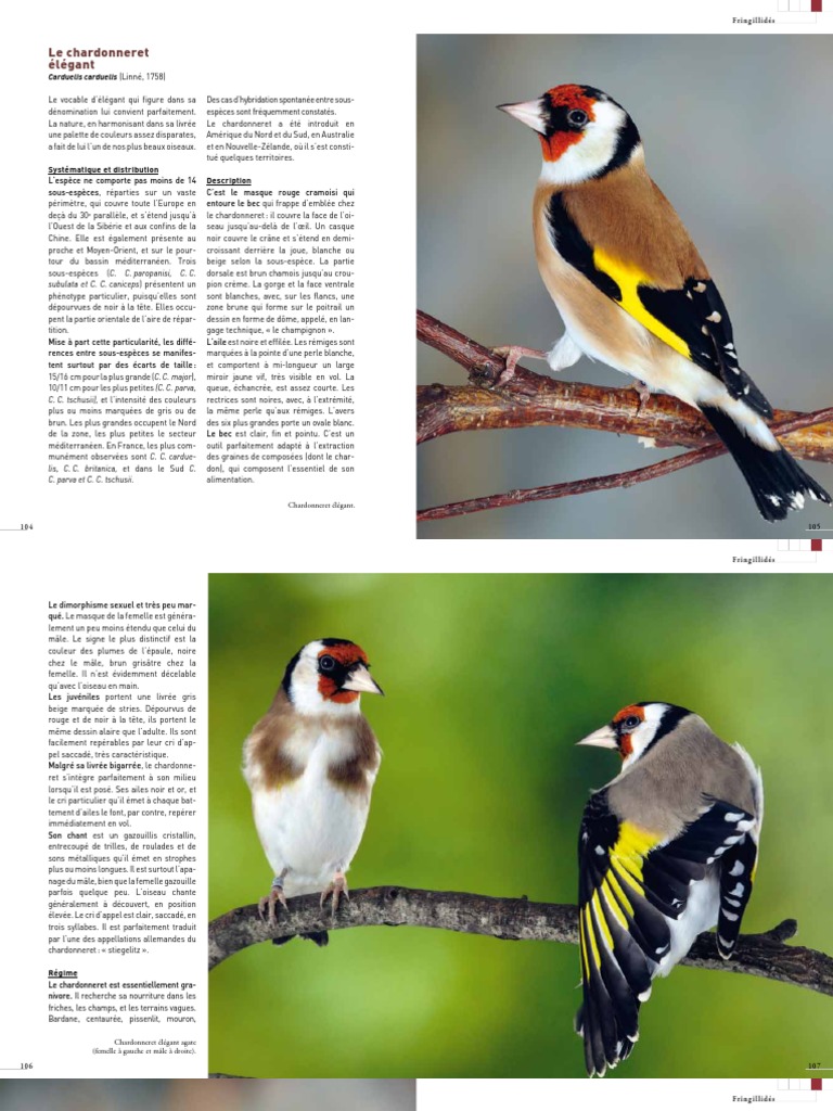 Chardonneret élégant : caractéristiques et habitat | PDF | Paraves ...