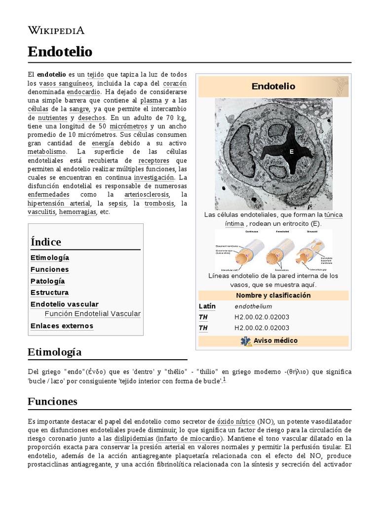 Endotelio Pdf Endotelio Especialidades Medicas