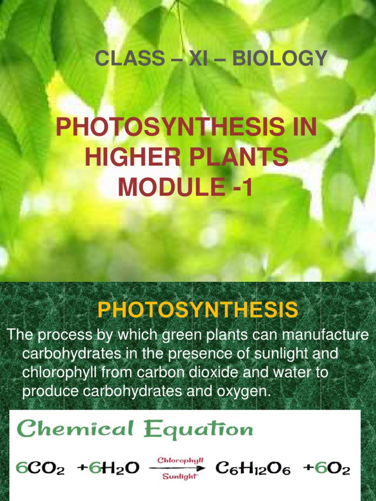Class - Xi - Biology: Photosynthesis in Higher Plants Module - 1 | PDF ...