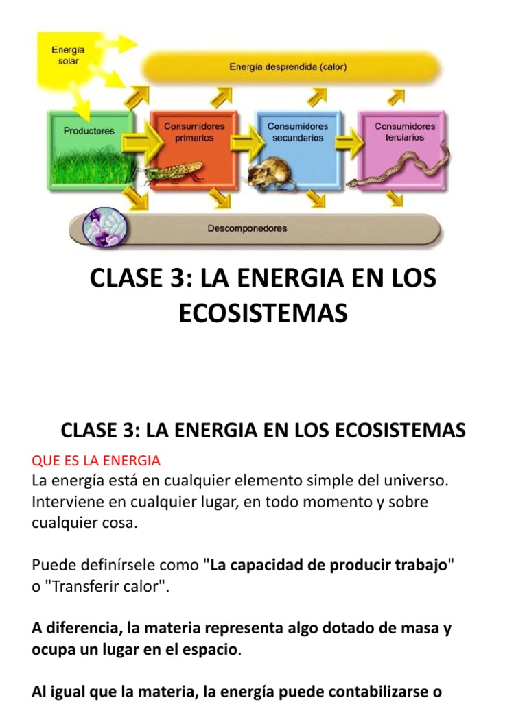 Clase 3 Estructura Trófica y Flujo de Energia | PDF | Red alimentaria ...