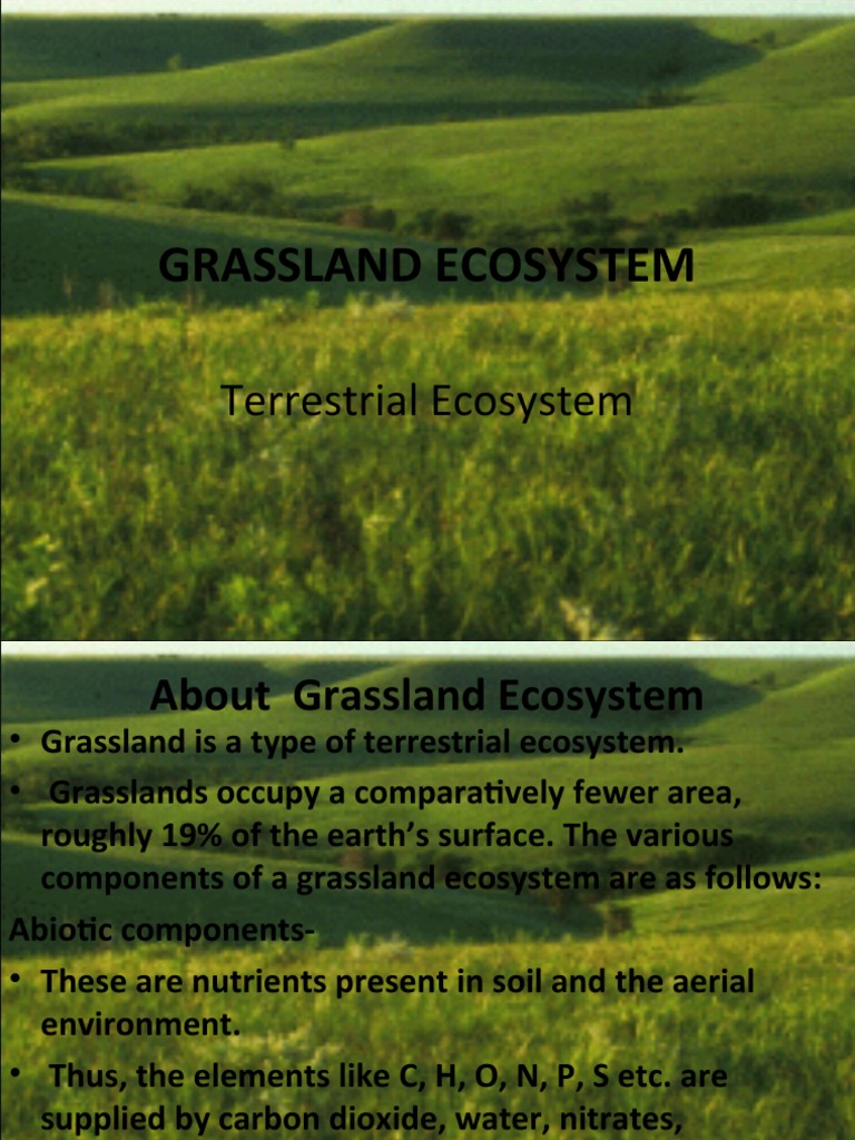 Grassland Ecosystem | PDF