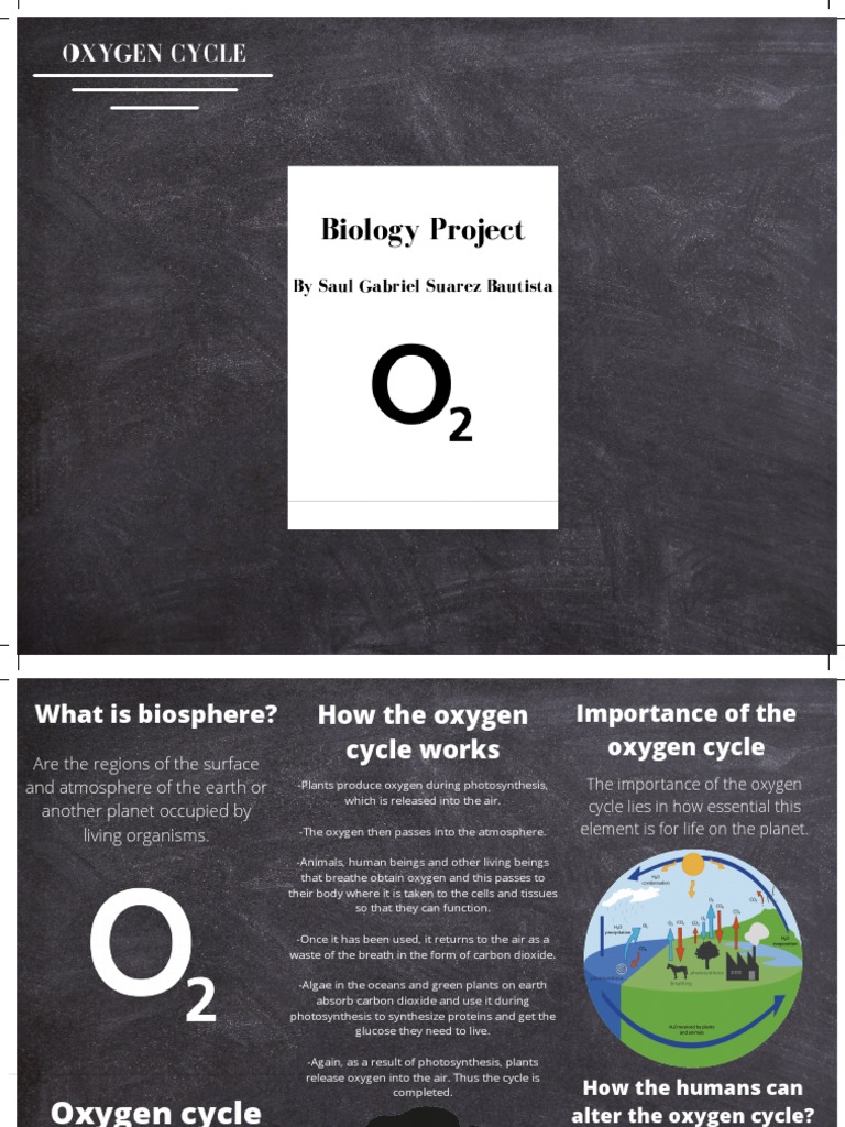 Biology Project: Oxygen Cycle | PDF | Oxygen | Atmosphere Of Earth