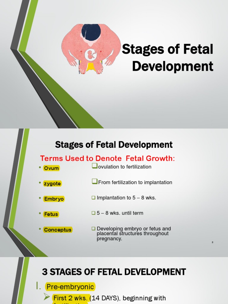 Stages of Fetal Development Explained | PDF | Placenta | Implantation ...