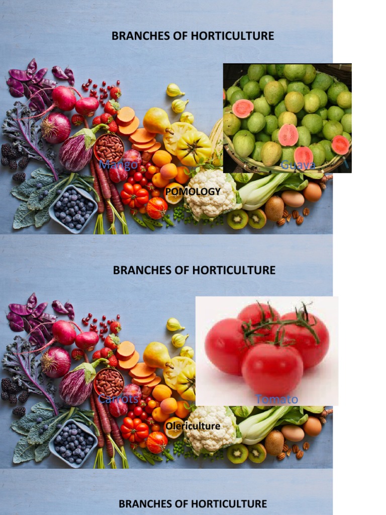 Overview of Horticulture Branches | PDF