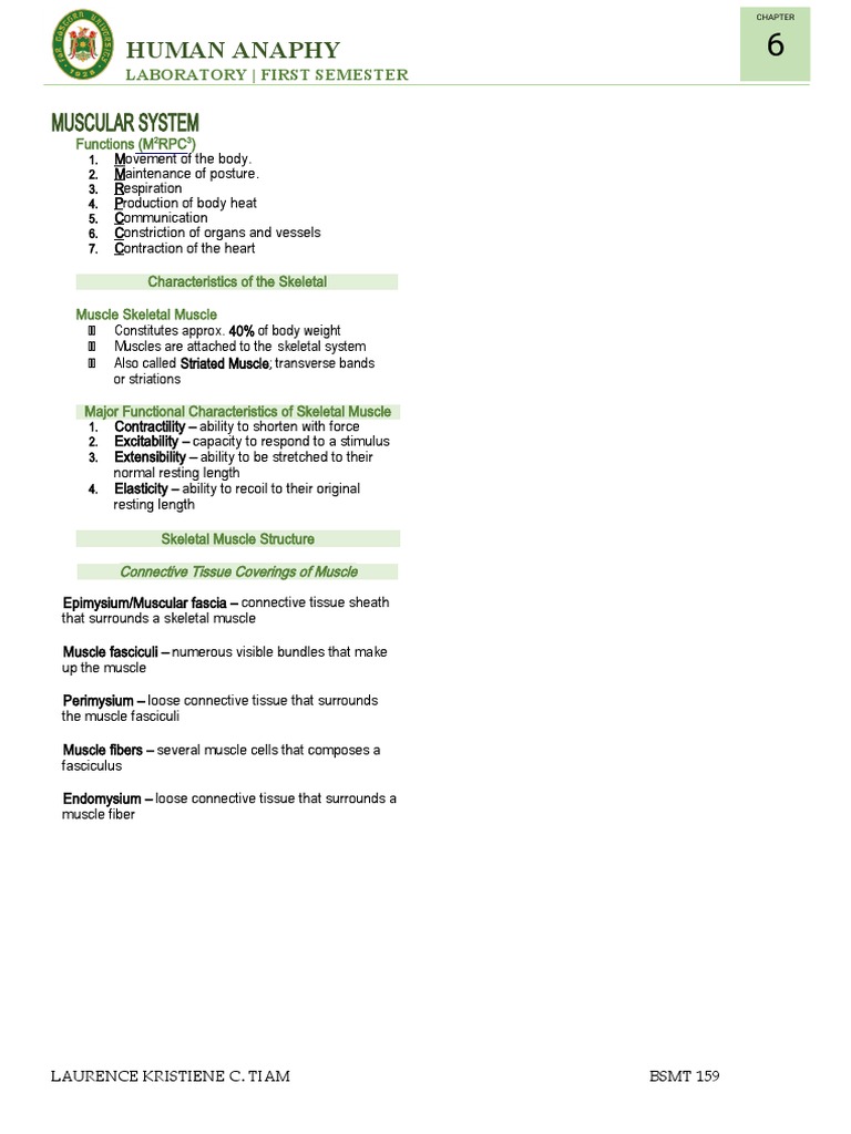 CHAPTER 6 (Muscle) - Anaphy | PDF | Science & Mathematics