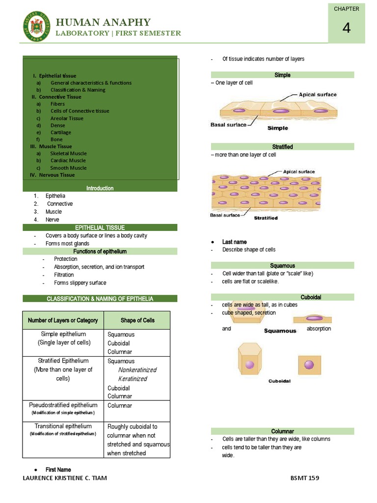 CHAPTER 4 (Tissue) - Anaphy | PDF | Epithelium | Connective Tissue