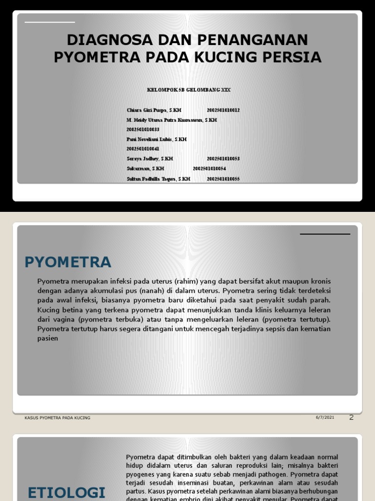Kasus Pyometra Pada Kucing | PDF