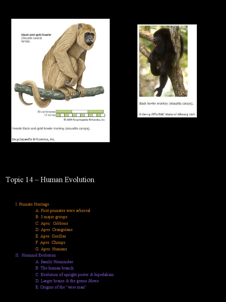 Topic14 Human Evolution | PDF | Human Evolution | Homo
