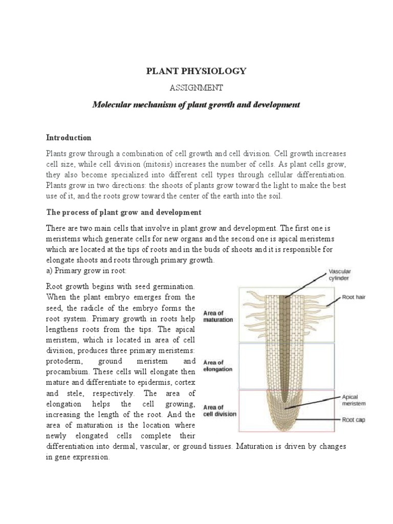 Assignment - Plant Phy | PDF | Auxin | Plant Hormone