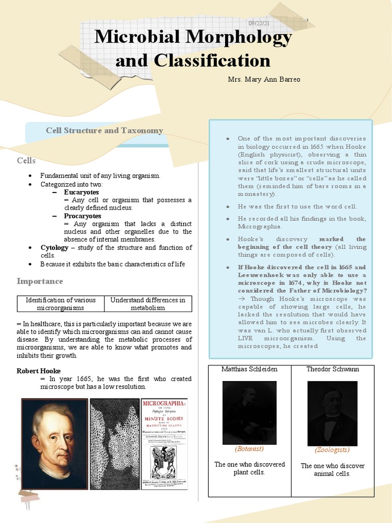 Microbial Morphology and Cell Classification | PDF | Cell (Biology ...