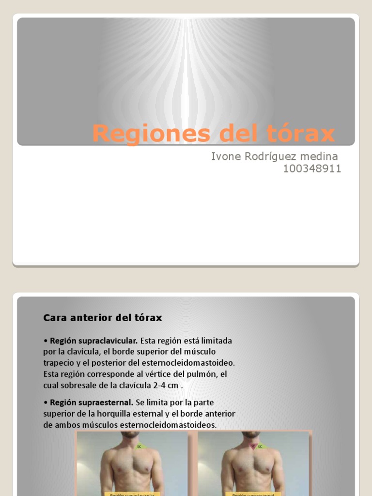 Regiones Del Tórax | PDF | Tórax | Anatomía humana
