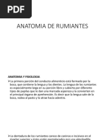 Anatomía de la Faringe y Laringe en Perros | PDF | Laringe ...