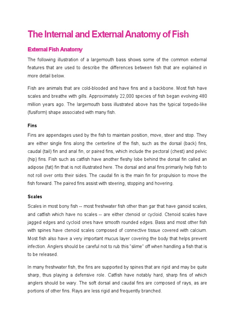 The Internal and External Anatomy of Fish | PDF | Fish | Digestion