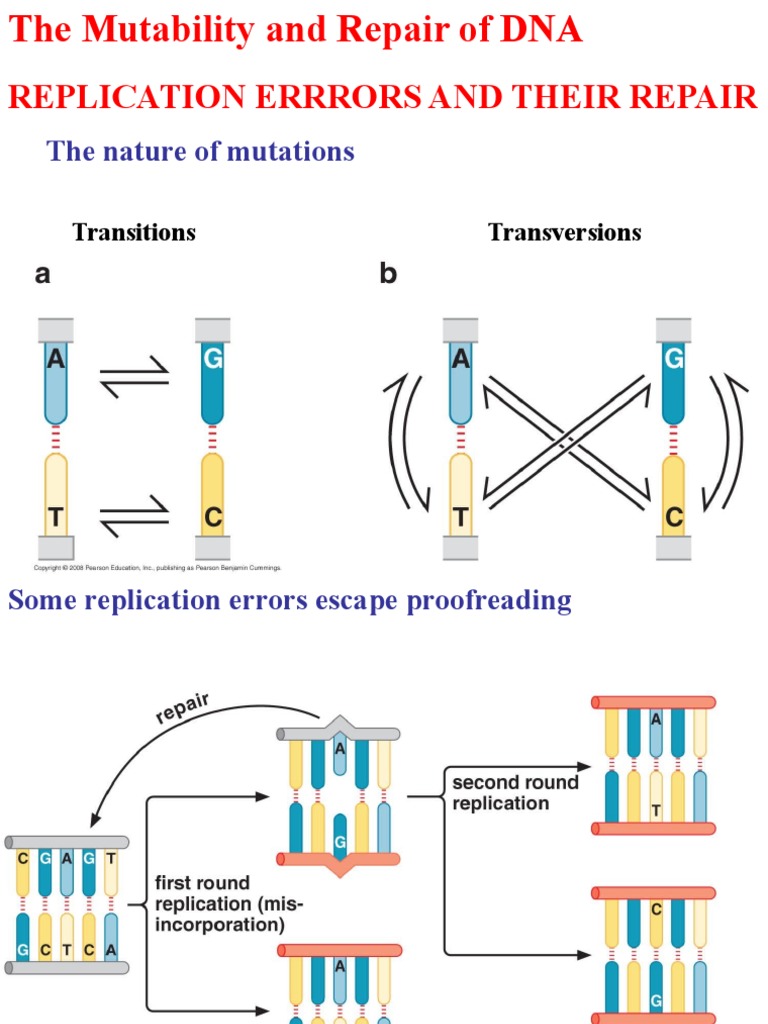 Replication Errrors and Their Repair: The Nature of Mutations | PDF