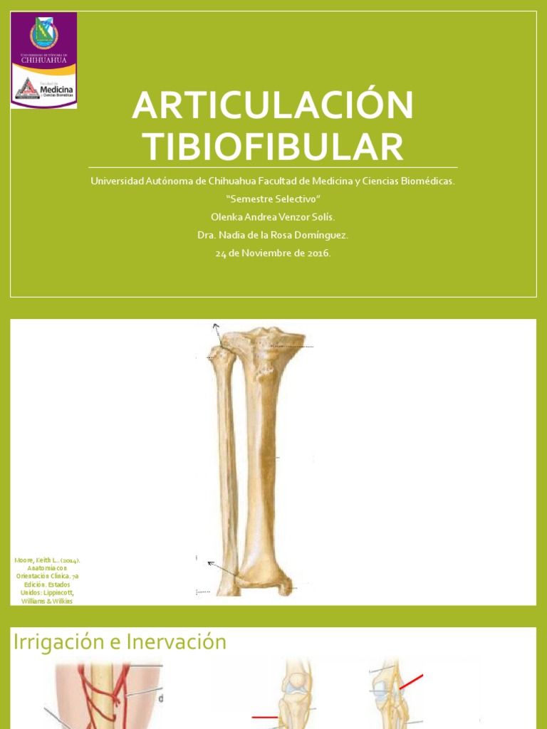11-24 Articulación Tibiofibular | PDF