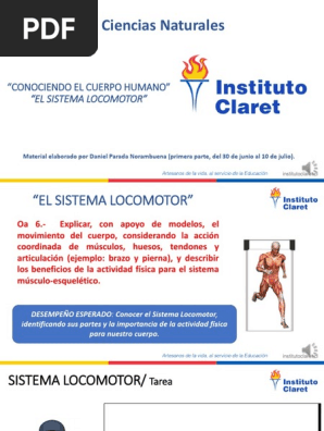 Conociendo El Sistema Locomotor Humano