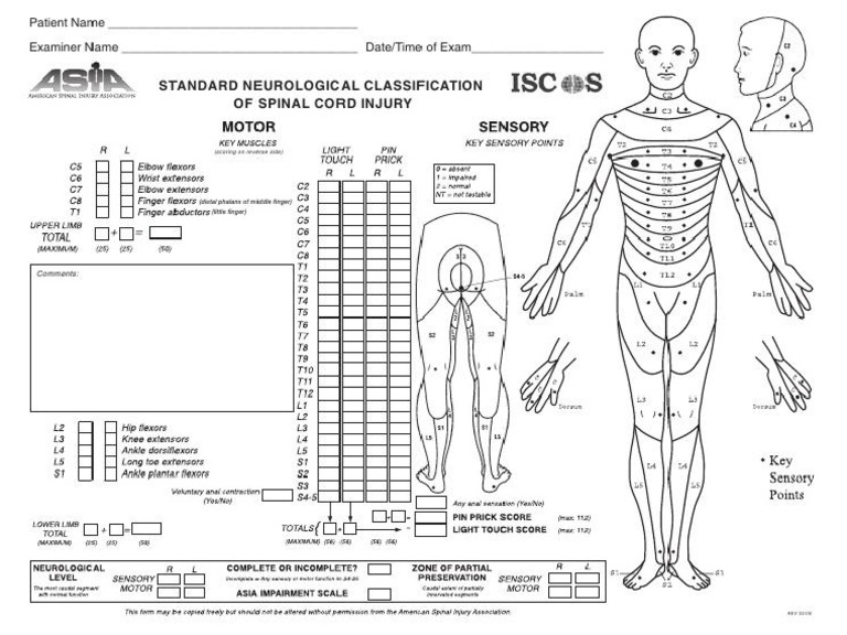ESCALA - DE - ASIA - Dermatomas | PDF