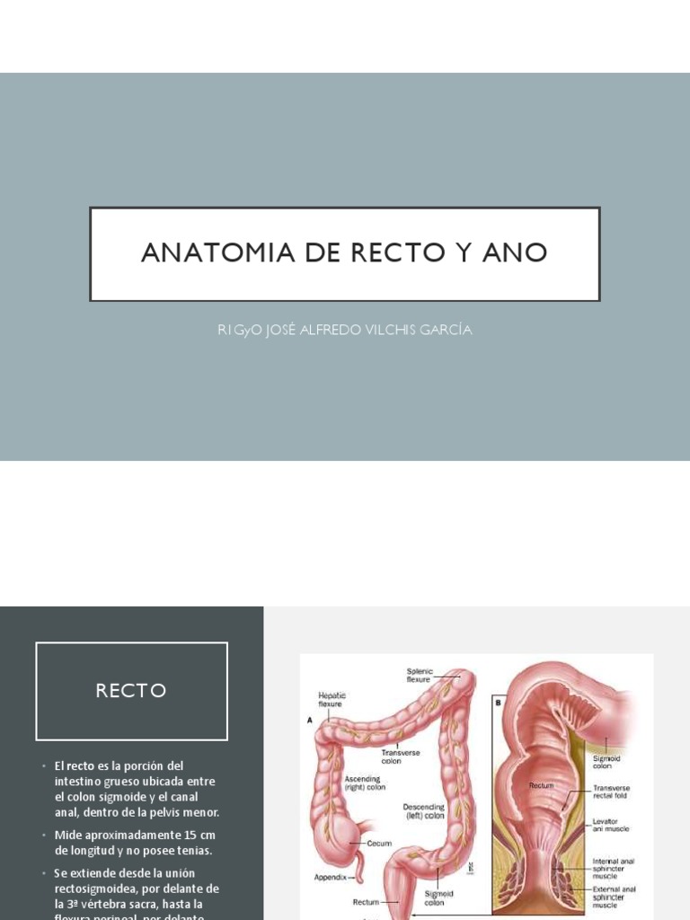 Anatomia de Recto y Ano | PDF | Recto | Intestino grueso