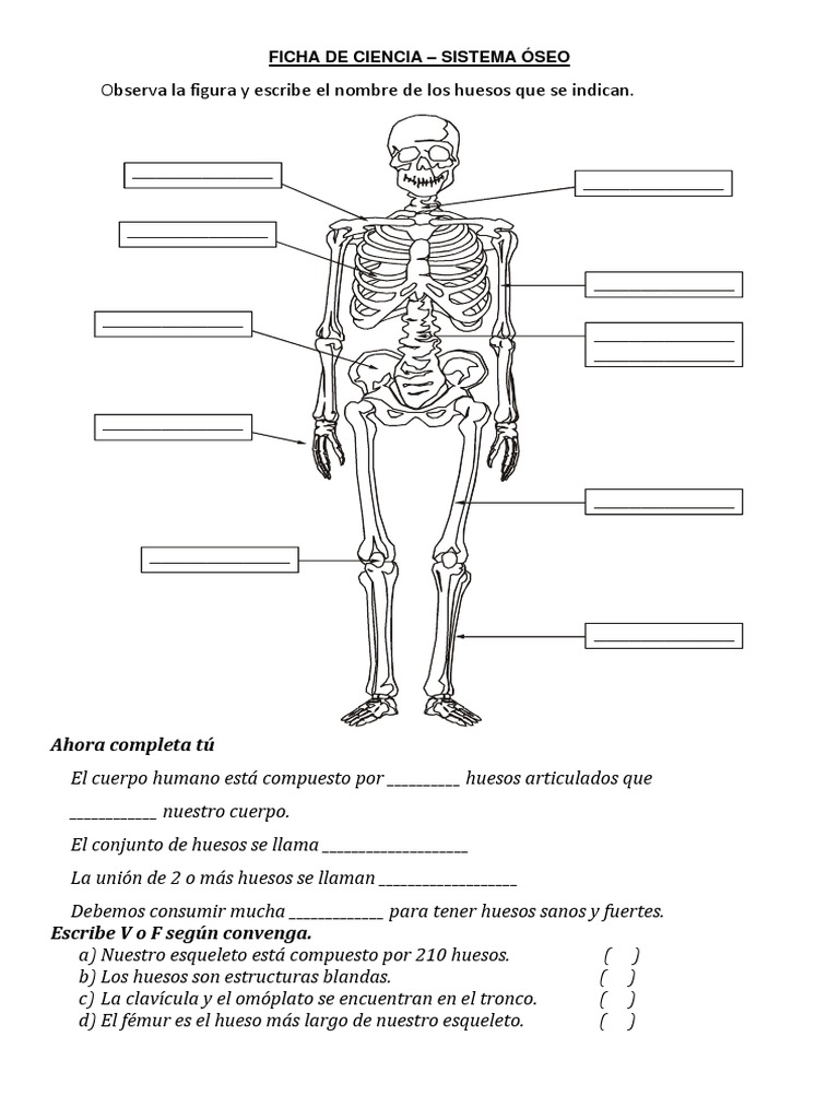 Ficha Educativa sobre el Sistema Óseo | PDF | Hueso | Esqueleto