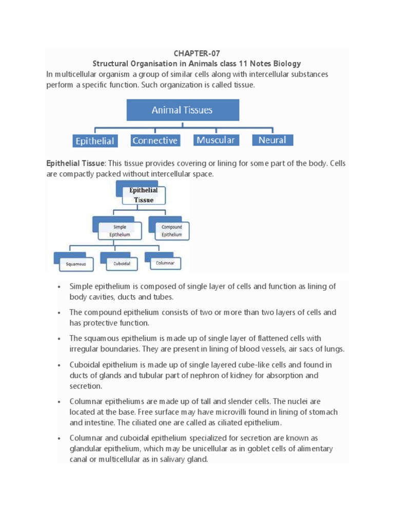 Structural Organisation in Animals Revision Notes | PDF | Connective ...