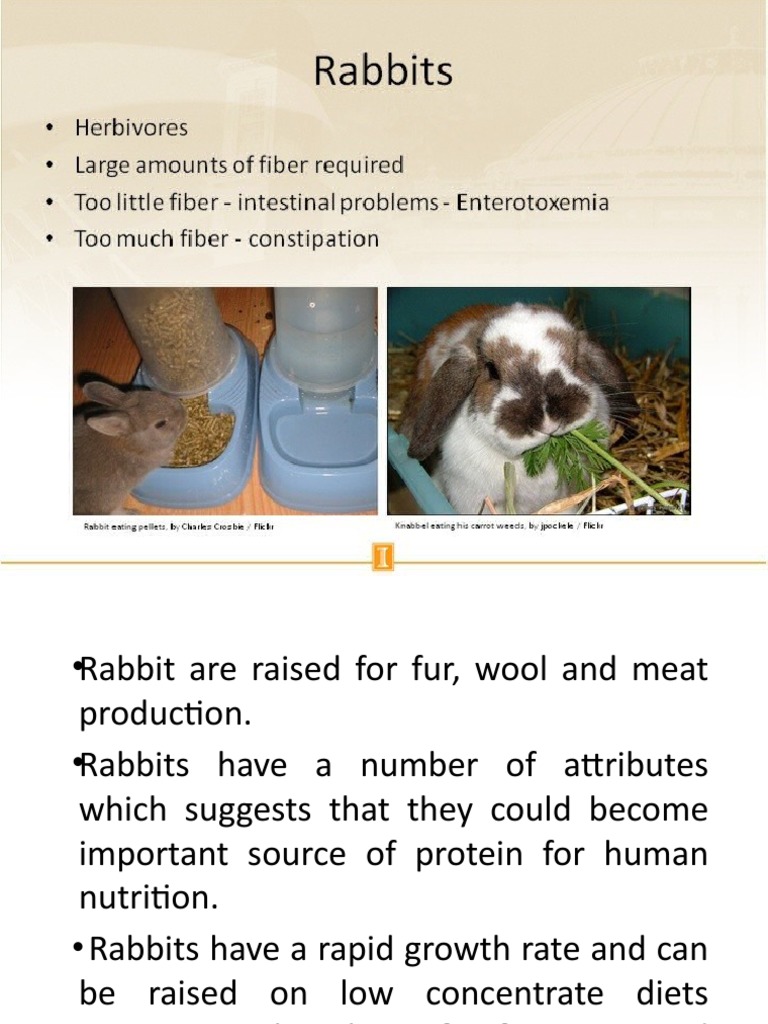 Rabbit | PDF | Rabbit | Digestion