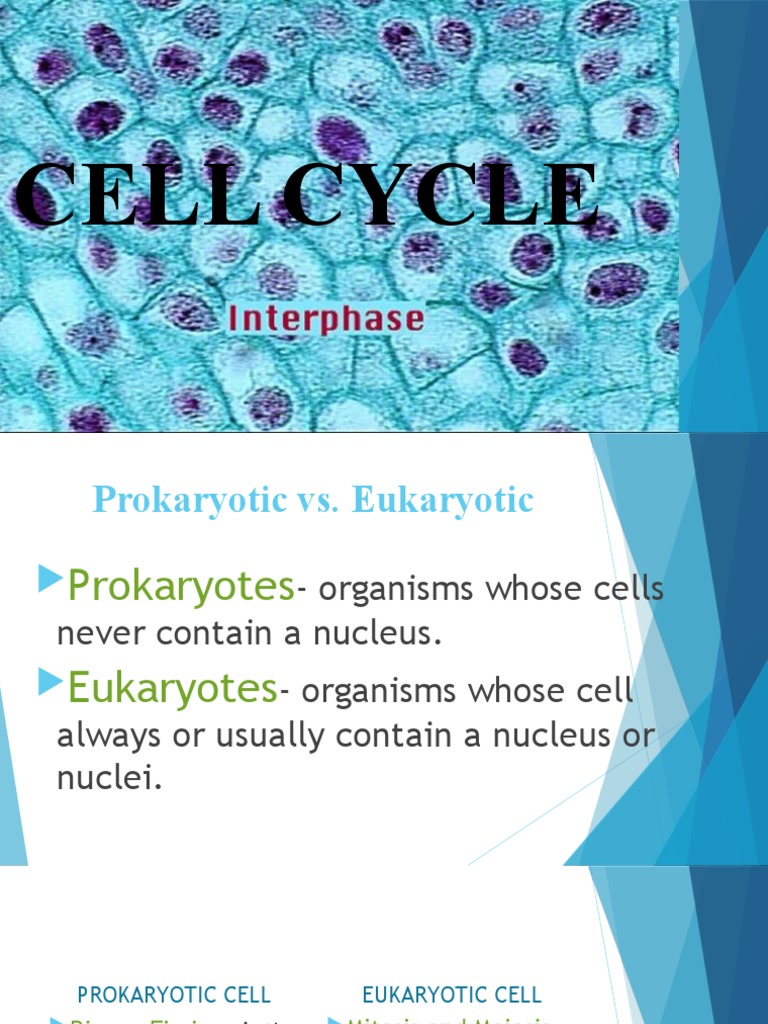 2.presentation in Cell Cycle | PDF