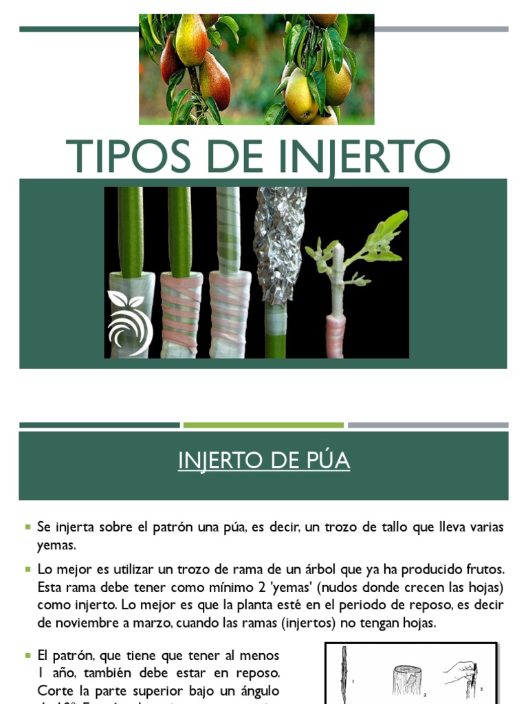 Tipos Injerto | PDF | Injerto | Tallo de la planta