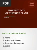Rice Plant Morphology Overview | PDF | Rice | Plants