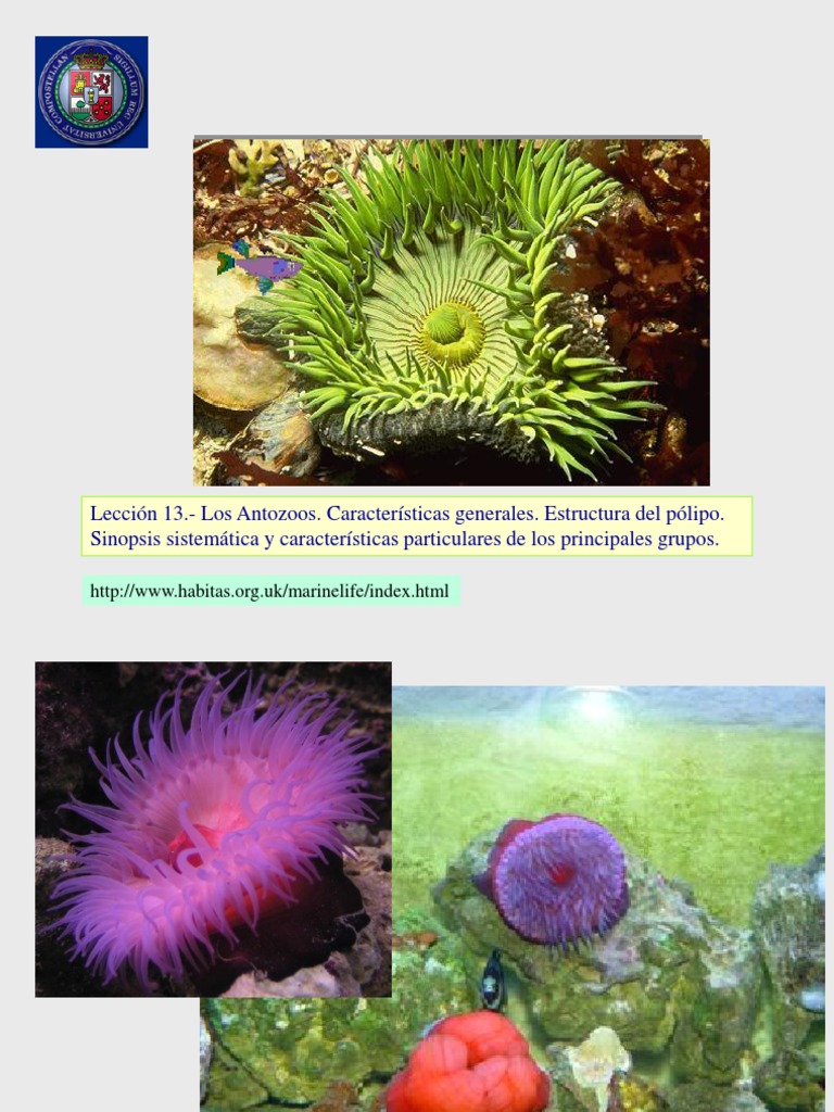 Antozoos | PDF | Arrecife de coral | Animales acuáticos