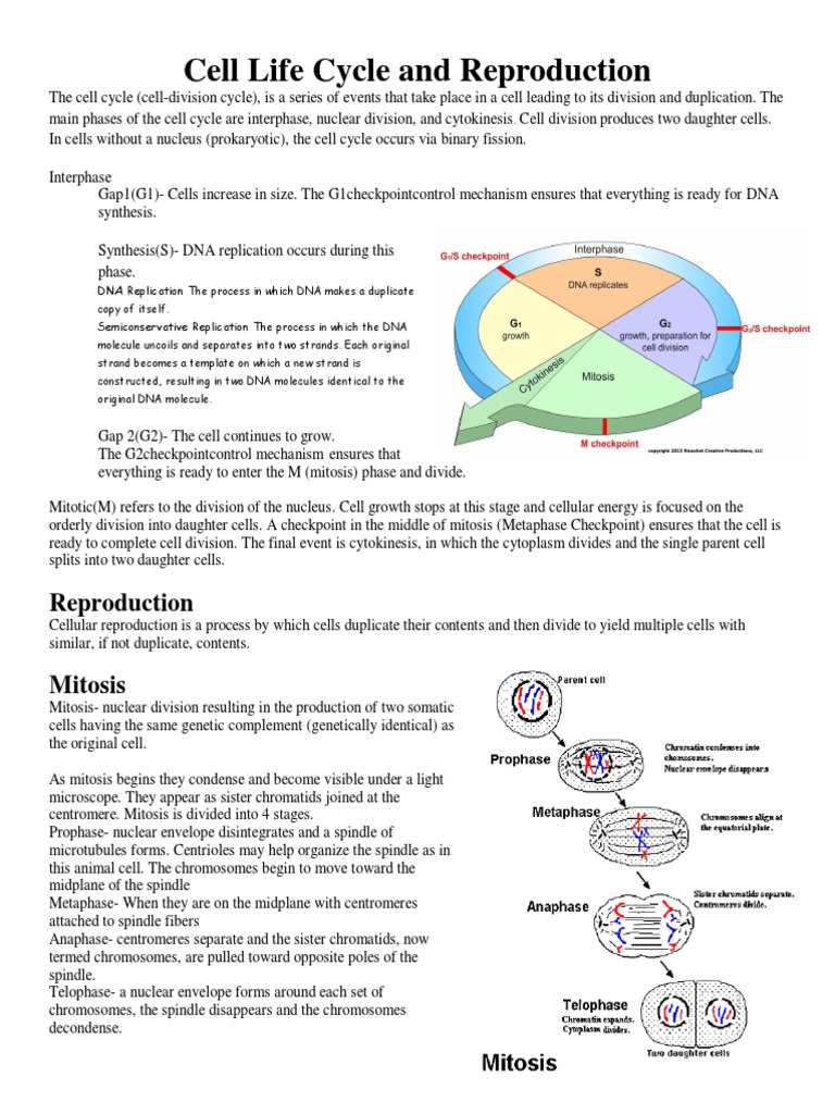 Reproduksi Sel Ringkasan | PDF | Mitosis | Meiosis