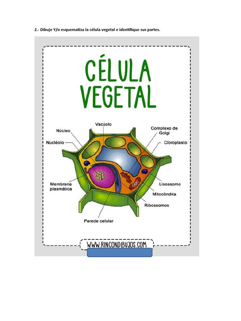 Tarea 2 Botanica | PDF | Plantas | Biología Celular)