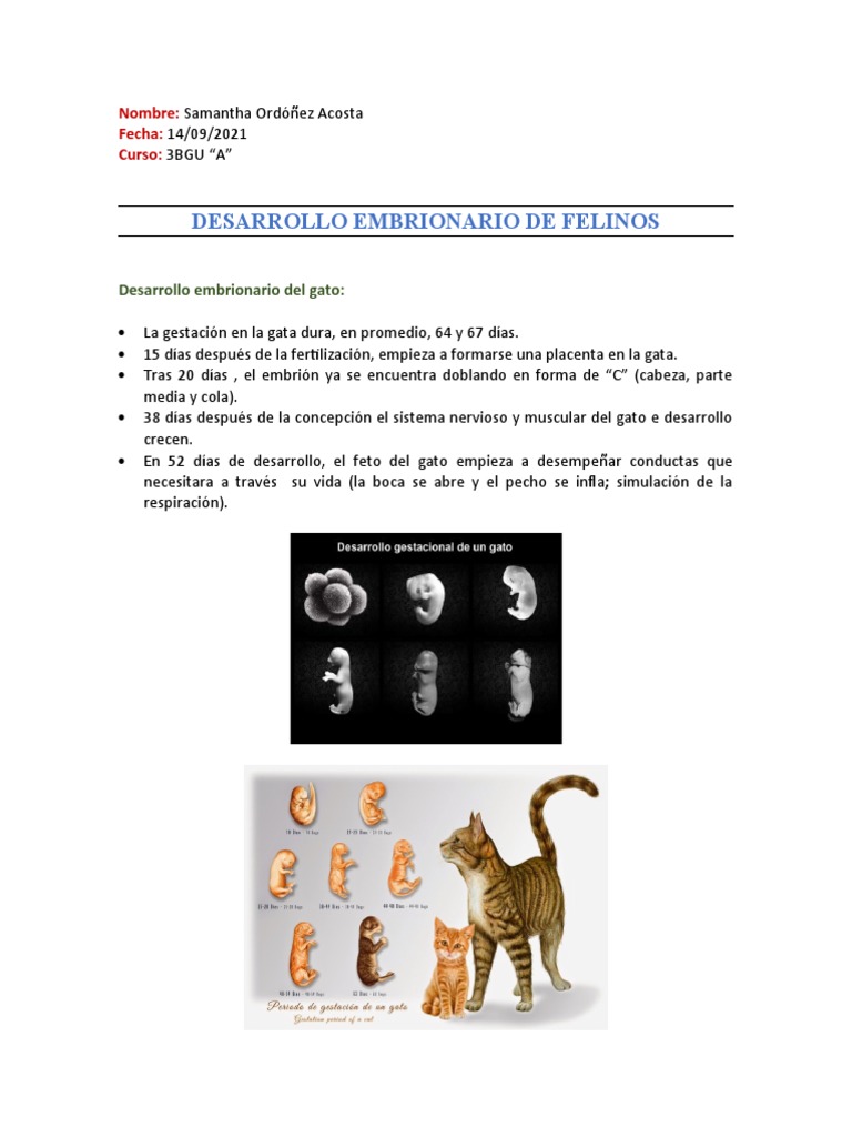 Desarrollo embrionario del gato y león | PDF