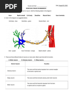 Nervous System Worksheet | PDF | Neuron | Axon