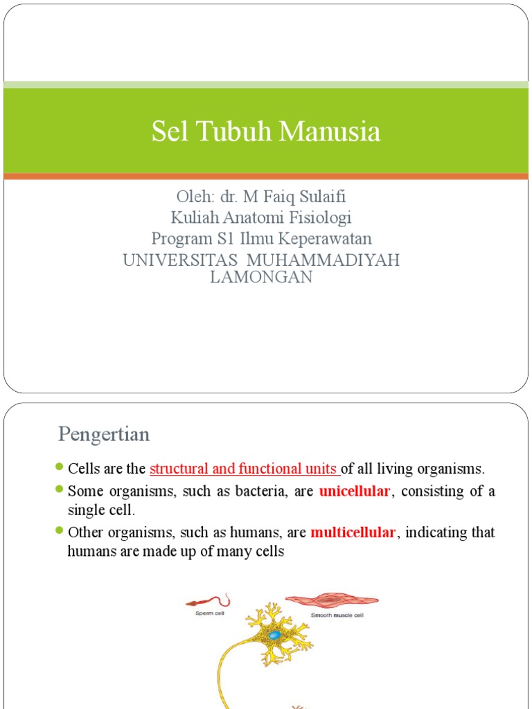 Sel Tubuh Manusia | PDF | Cell (Biology) | Cell Membrane