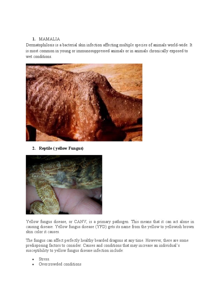 Penyakit Kulit Pada Hewan | PDF