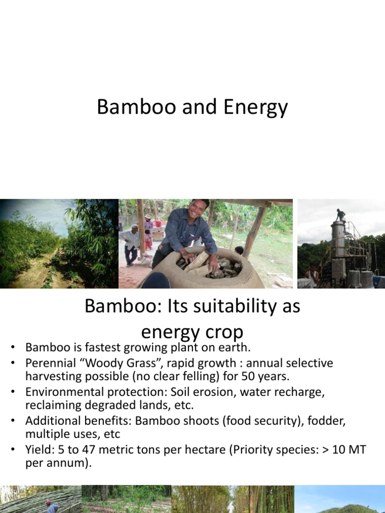 INBAR - Bamboo and Energy Possibilities | PDF | Charcoal | Biomass