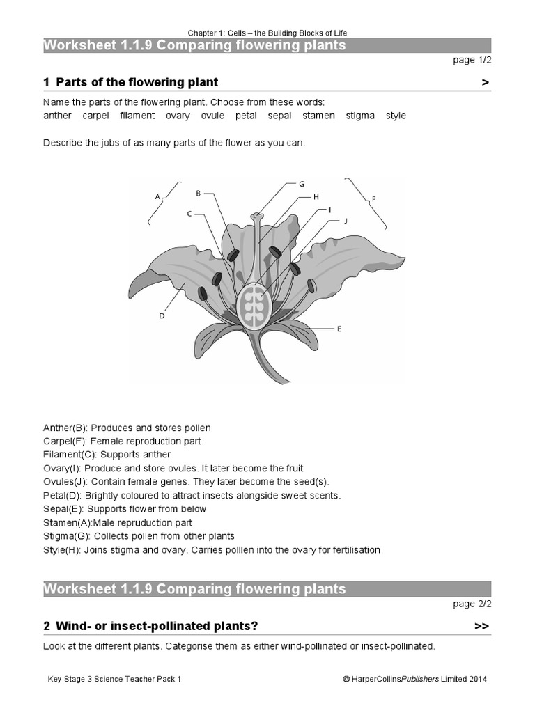 Worksheet 1.1.9 Comparing Flowering Plants: 1 Parts of The Flowering ...