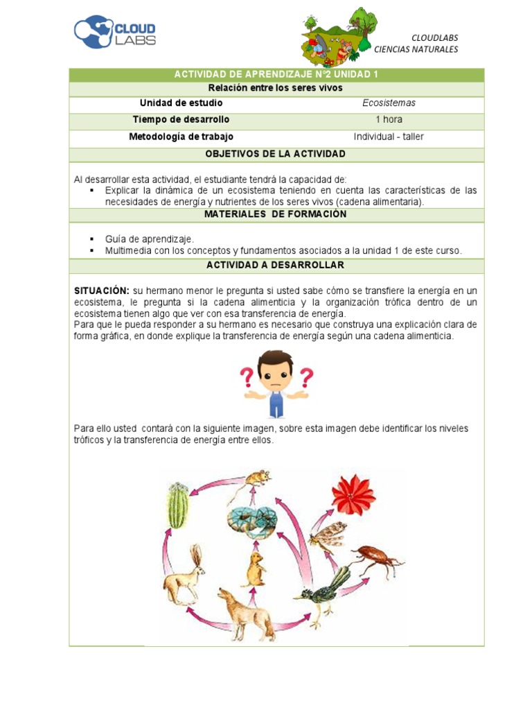 Actividad sobre la Cadena Alimenticia | PDF | Red alimentaria | Aprendizaje