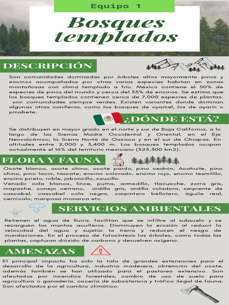 Bosques Templados | PDF | Los bosques | Arboles