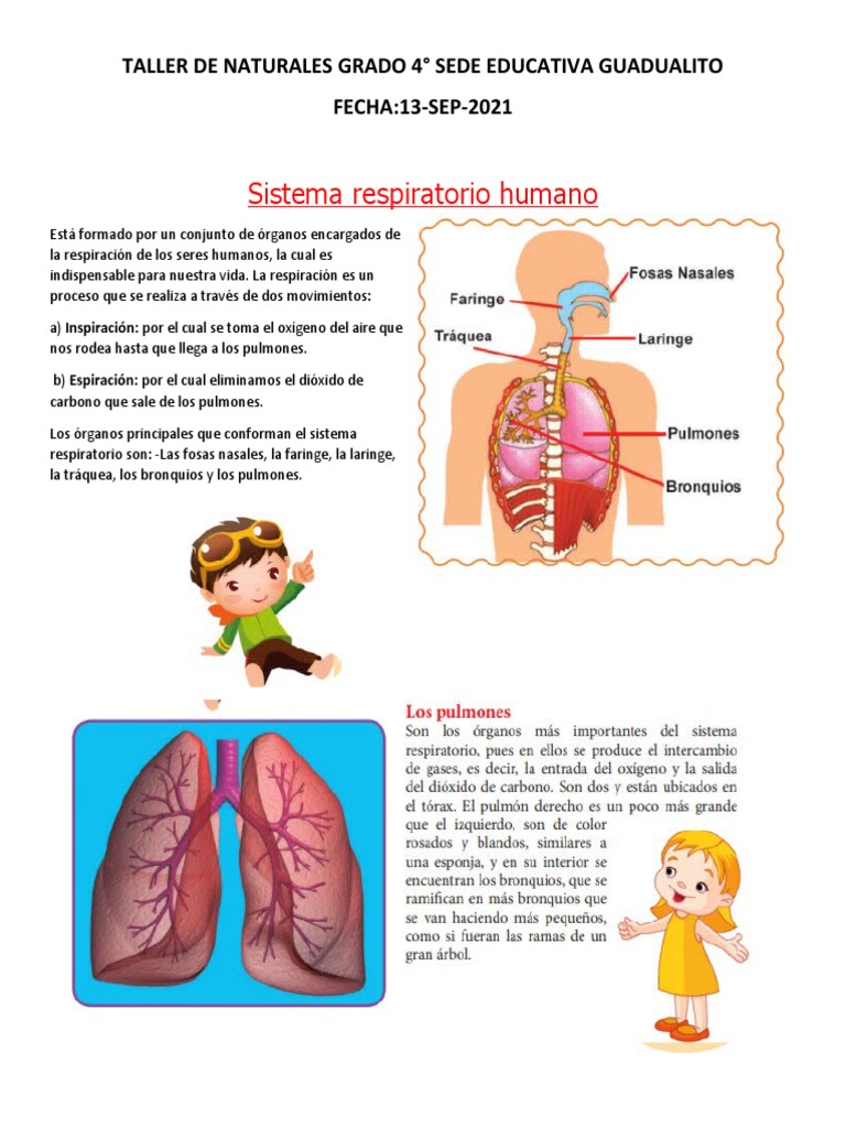 Diagrama Del Sistema Respiratorio Para 5to Grado