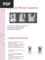 Primer Molar Superior 1 | PDF | Diente | Anatomia dental