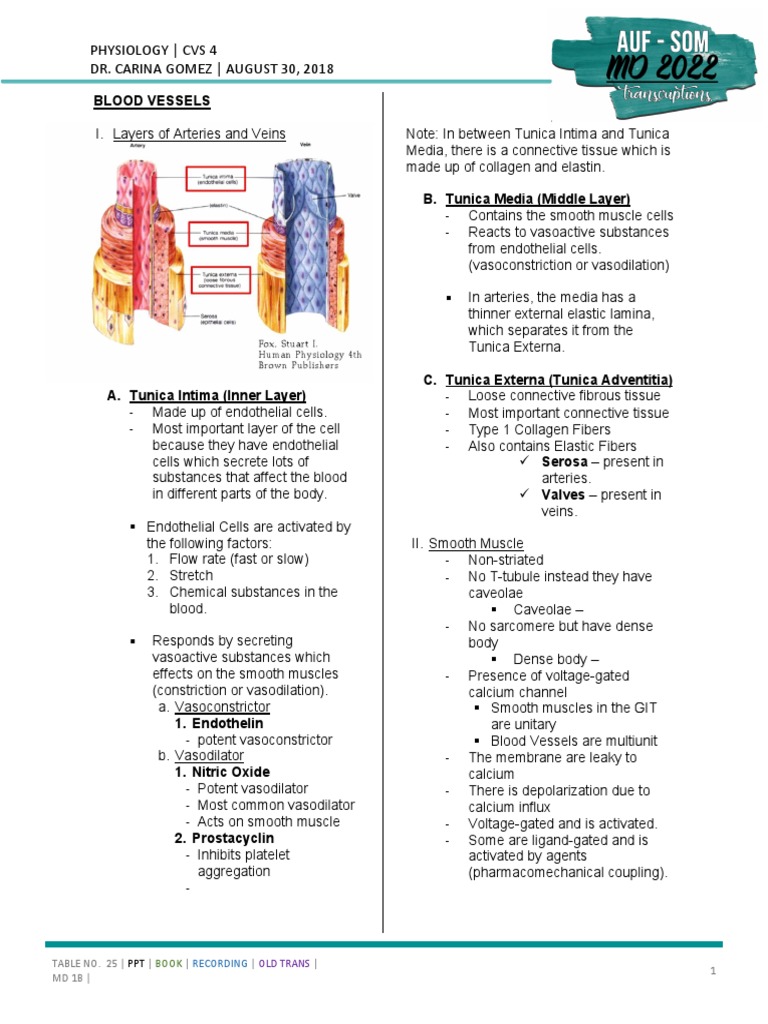 1b-Physio-1m-Cvs 4 | PDF | Capillary | Artery