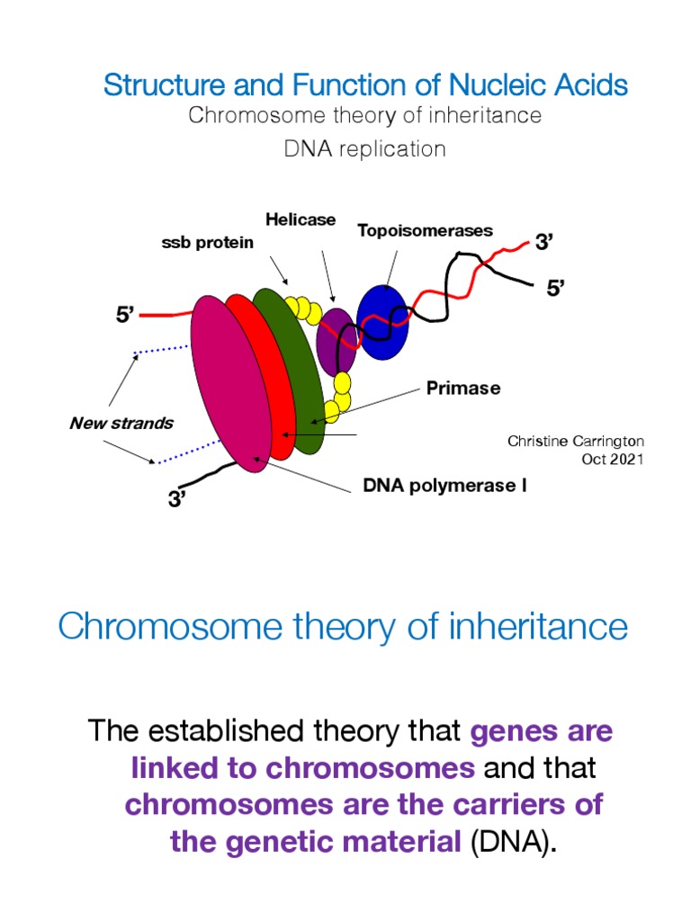 Chromosome Theory of Inheritance and DNA Replication - 05.10.21 - PT 1 ...
