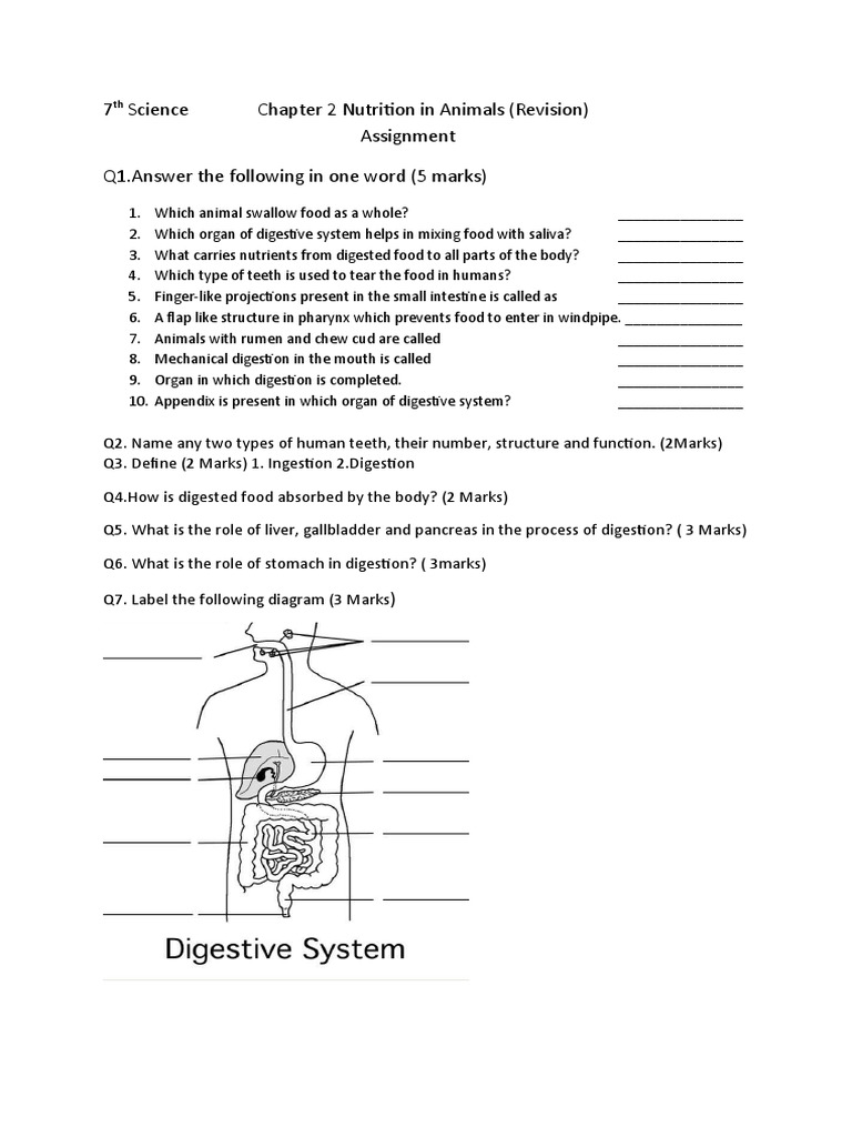 Class 7th Chapter 2 Nutrition in Animals Assignment | PDF
